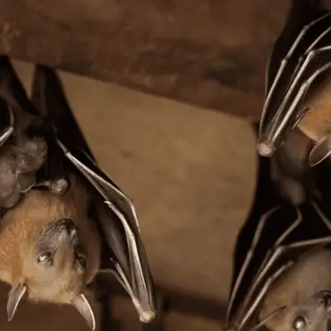 Are Bats Attracted To Porch Lights? Get Rid Of Them! - Clever Patio